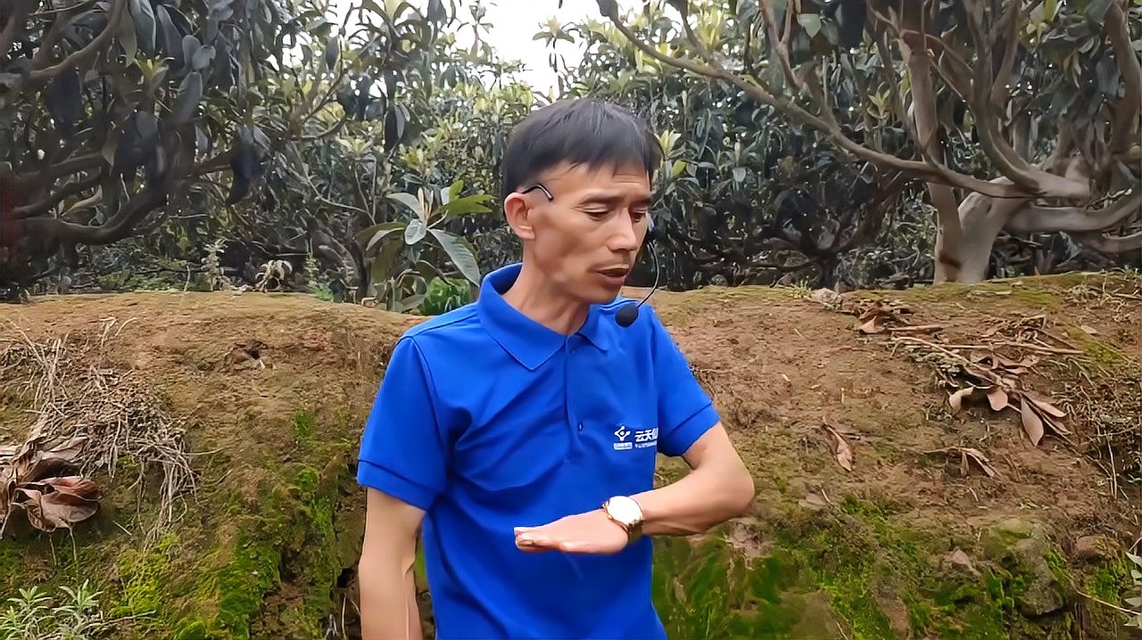 15元斤,探访枇杷果园,种植牛人实地讲解果树花芽管理(13)
