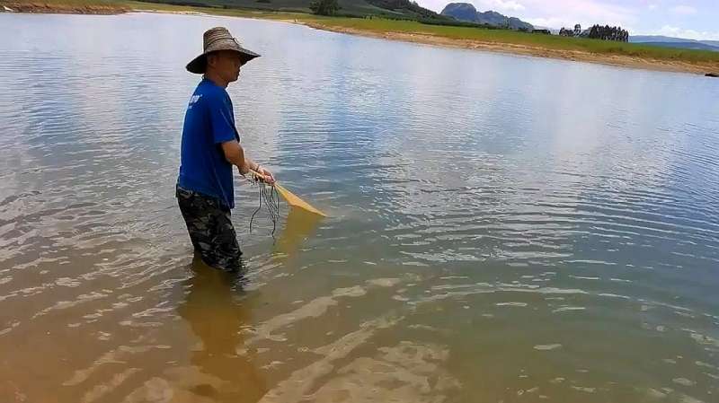 老六用传统抛网捕鱼