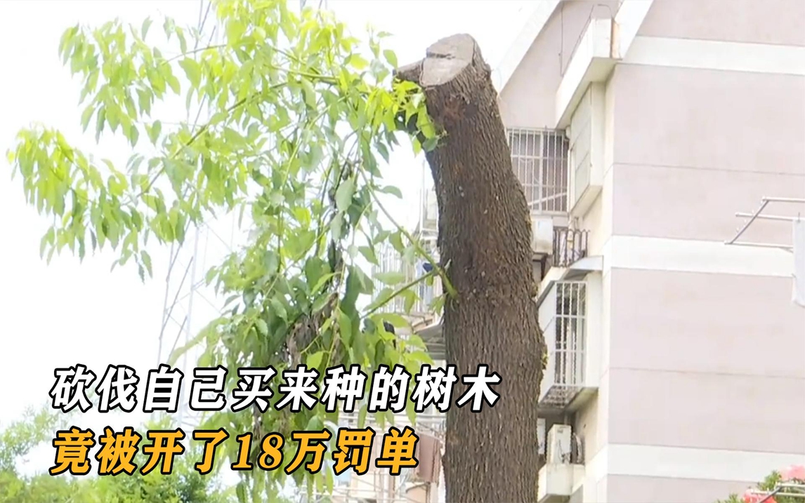 砍伐自己买来种的树木,竟被开了18万罚单,物业这次栽跟头了