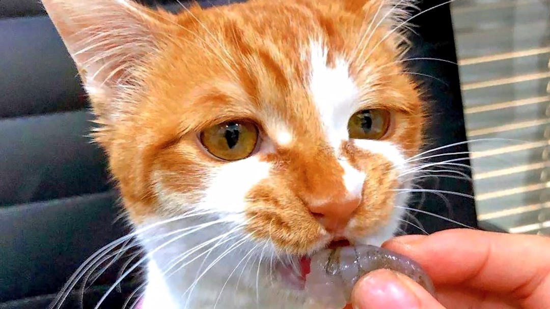 女子回应宠物猫被陌生男子带狗咬死:想要讨个说法