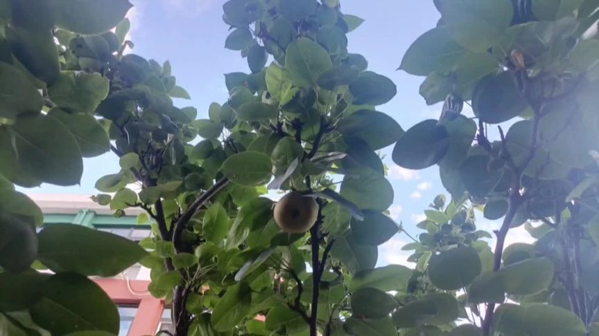 明年今日梨子成熟时已成追忆