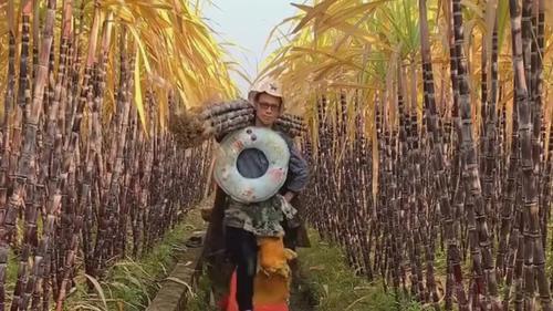 甘蔗大丰收,花重金请来的模特表演走秀,就只为了宣传一下农家甘蔗