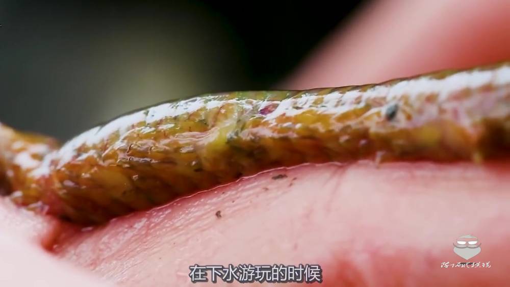 外国小伙残忍实验,用502胶水泡水蛭,想做模型,结果出乎意料