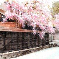 爱音乐的小白兔 