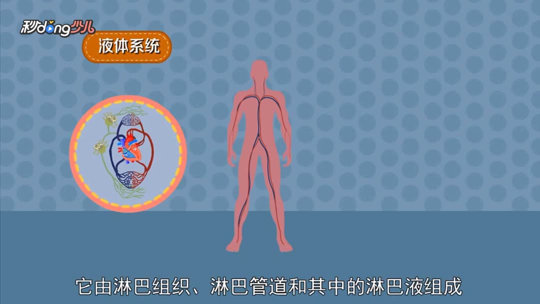 一分钟了解淋巴系统
