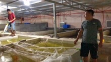 这种养殖比传统养殖利润高许多倍,投资小人轻松,大家来了解下