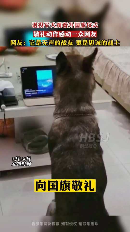 退役军犬观看升国旗仪式,敬礼动作感动众网友,网友:它是无声的战友,...
