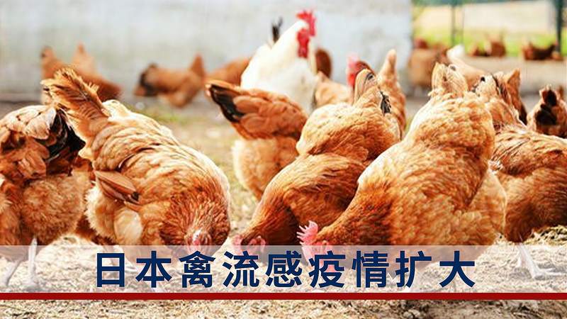 日本禽流感疫情持续扩大,感染规模创新高