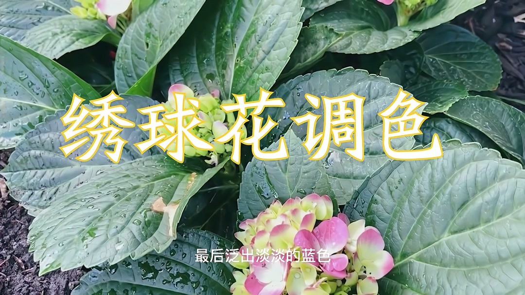 咖啡渣不要扔,不仅可以做肥料,还能给绣球花调色