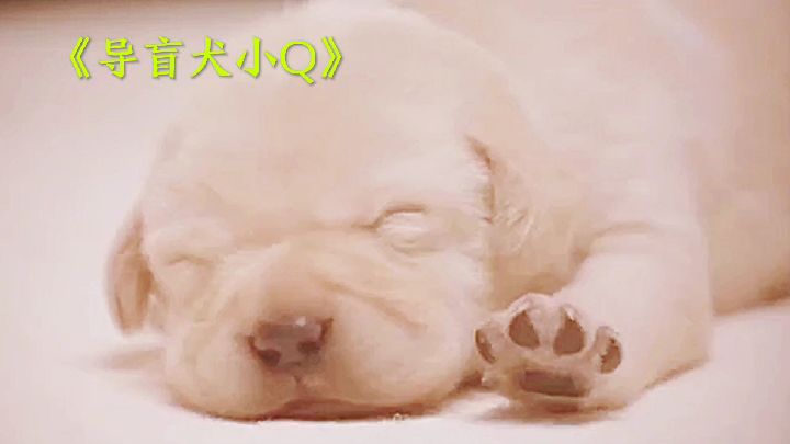 超暖心电影:呆萌可爱的狗宝宝,竟是不平凡的一生