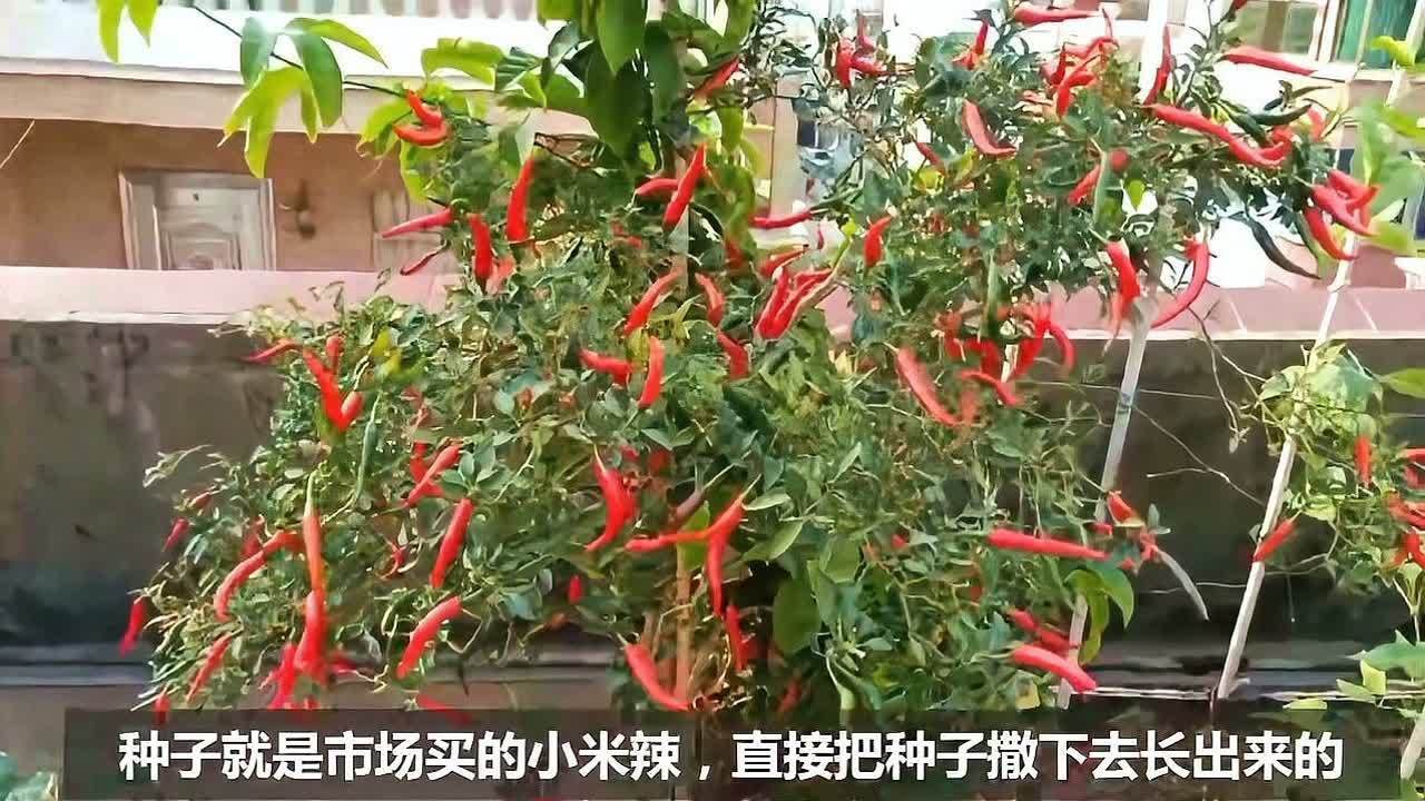 ...b>种植技术与管理