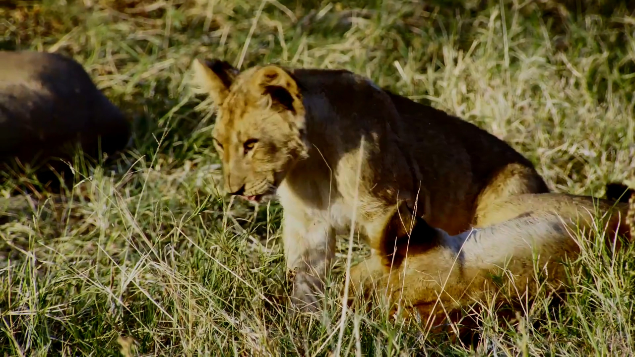 狮子家族群立群策护幼崽,安全平等的养育环境助小狮无忧成长!