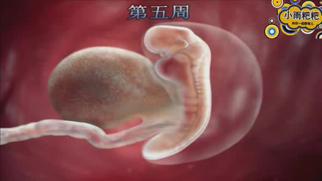 孕期2-40周胎儿发育全过程动画演示,每个人都这要长大的