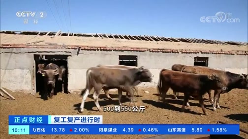 [正点财经]复工复产进行时 新疆:多措并举 打造现代肉牛全产业链