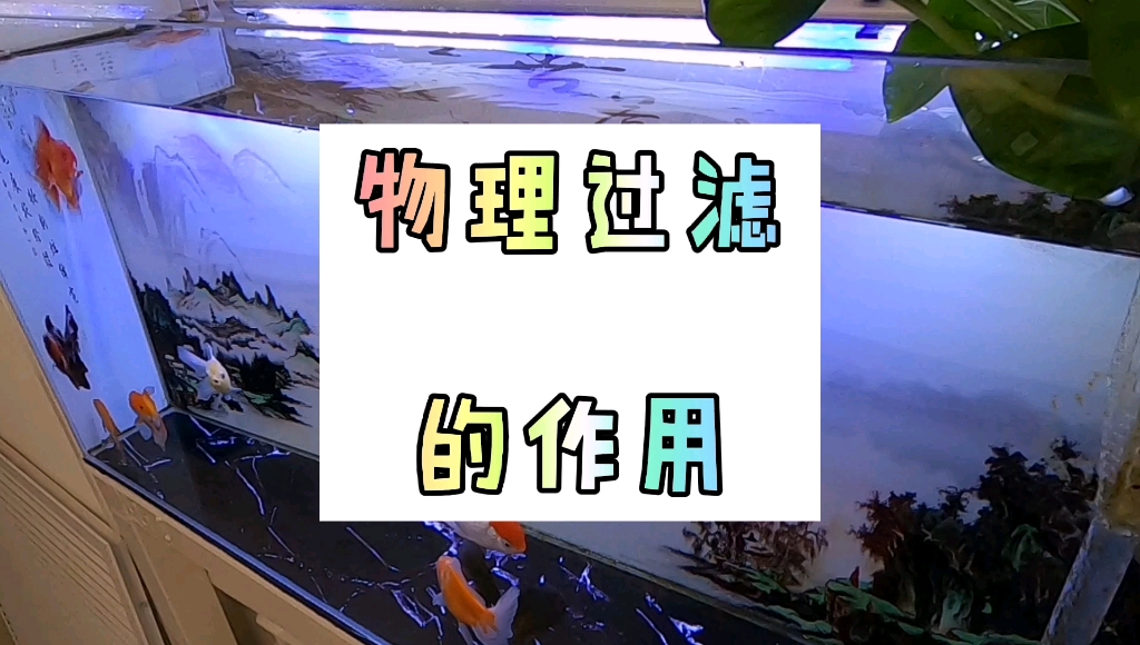 养鱼笔记第1季22集:鱼缸物理过滤的真正作用