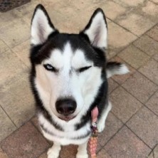 二哈是个拆家能手 