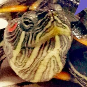 大冬瓜爱王八 
