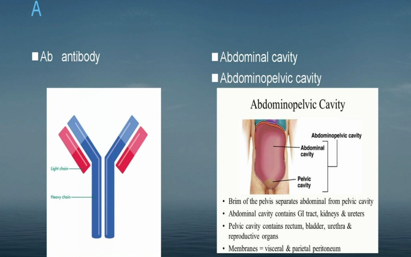 专业医学英语术语单词笔记本——今天讲A