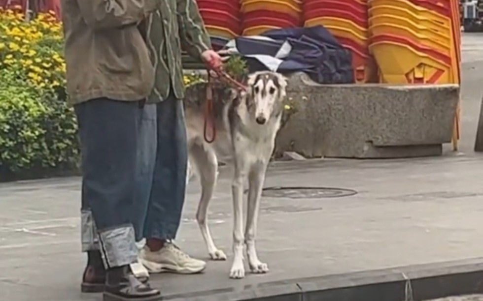 你行不行啊 细狗