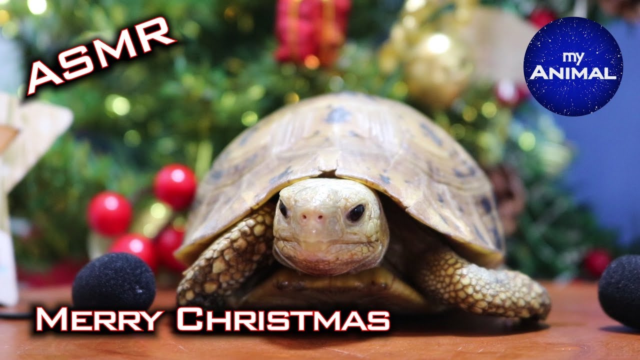 【my Animal】乌龟圣诞快乐吃的声音动物可爱乌龟32(2019年12月24...