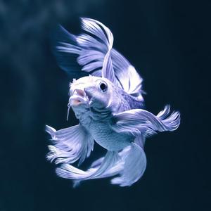 一生爱养鱼 