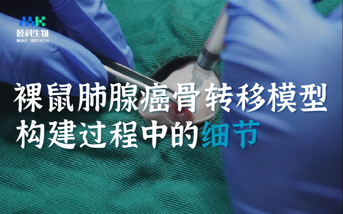 动物实验 | 裸鼠肺腺癌骨转移模型构建过程