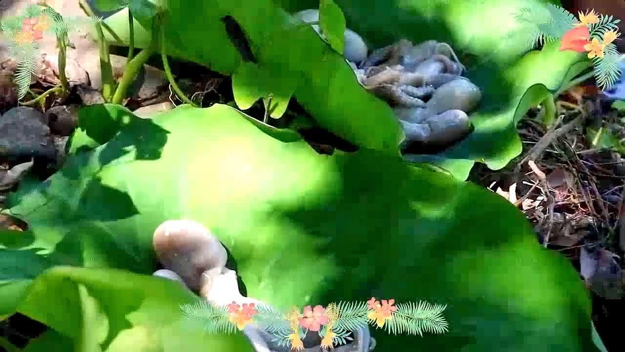 小里真人CS:厨艺技巧真牛,烹饪美味的鱿鱼,野外生存享受美食!
