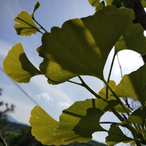 微醺果酱Ywl 