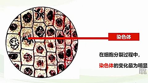 中考冲刺专题复习·生物视频课 第3集 细胞怎样构成生物体