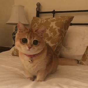 猫猫和草莓酱 