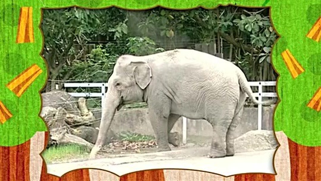 知识大百科大象