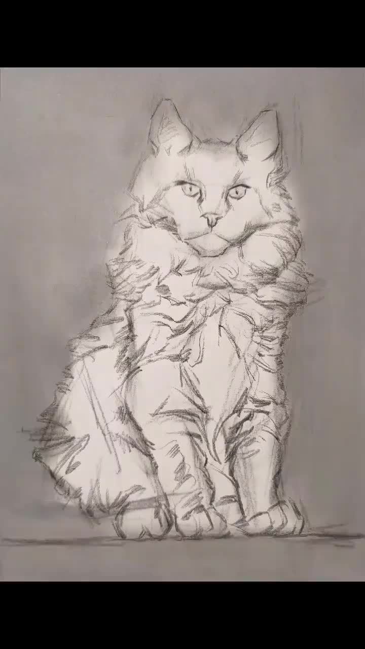 精微动物素描《缅因猫》