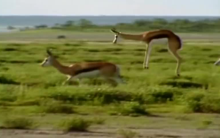 【高分纪录片】《枪炮、病菌与钢铁》顶级神作,颠覆认知!