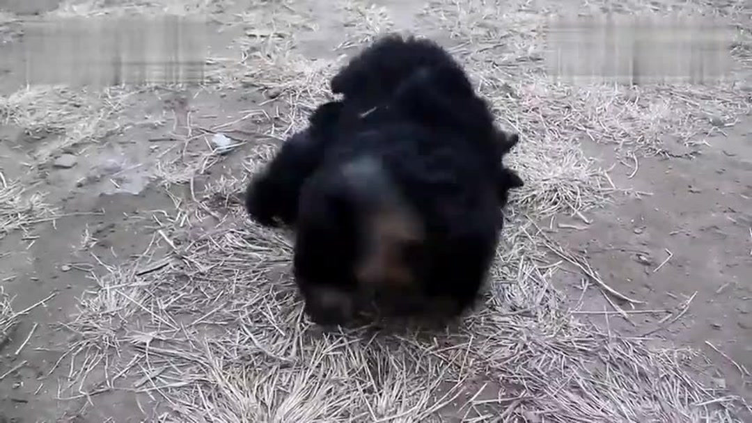 经典的视频:古老藏獒的延续再现藏獒神采