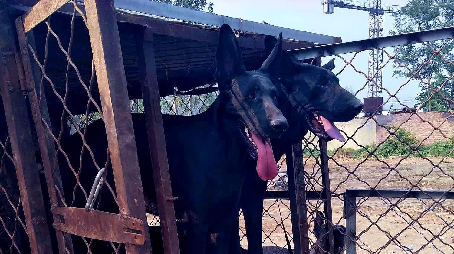 2019年墨界黑狼犬火了,看家护院忠诚护主就选它