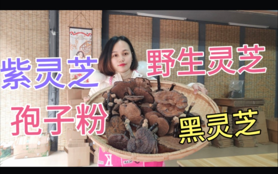 深山野生灵芝有很好功效和作用,实体店要2000多一斤,农户只要点辛苦...