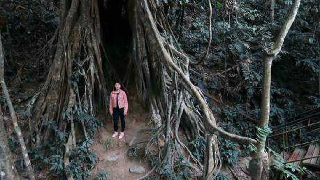 西双版纳中科院热带植物园东区--热带雨林