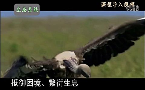 生态系统的结构导入视频
