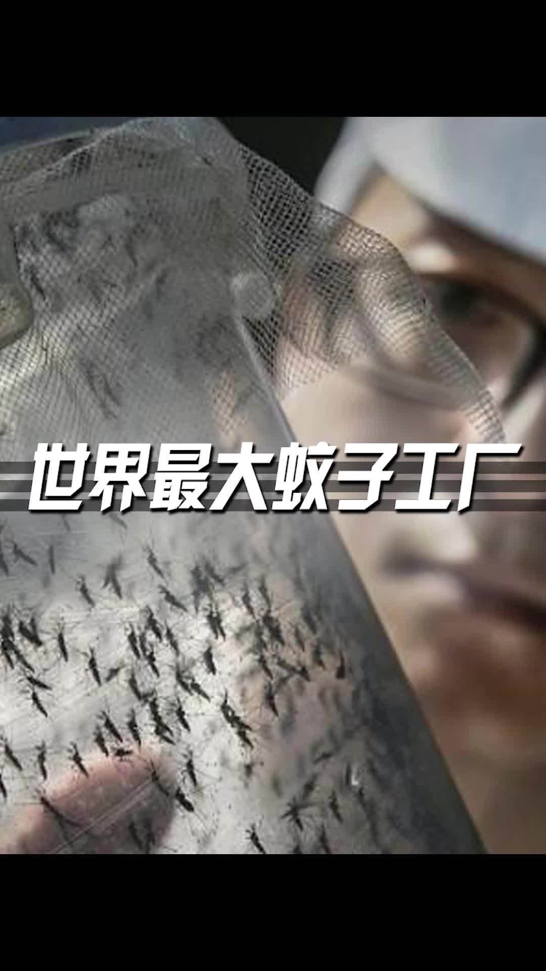 世界上最大的蚊子工厂,就在中国,每月对外放飞3000多万只!