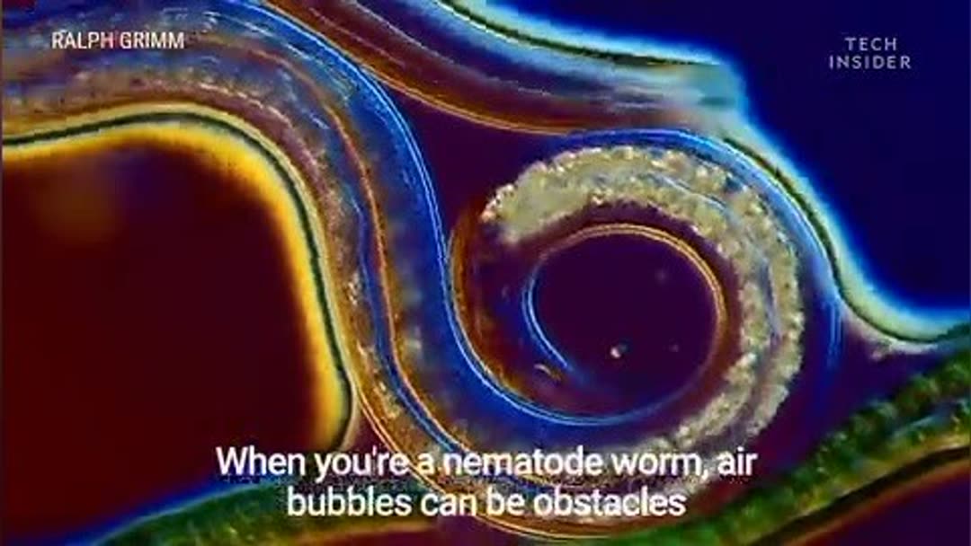 显微镜下的世界