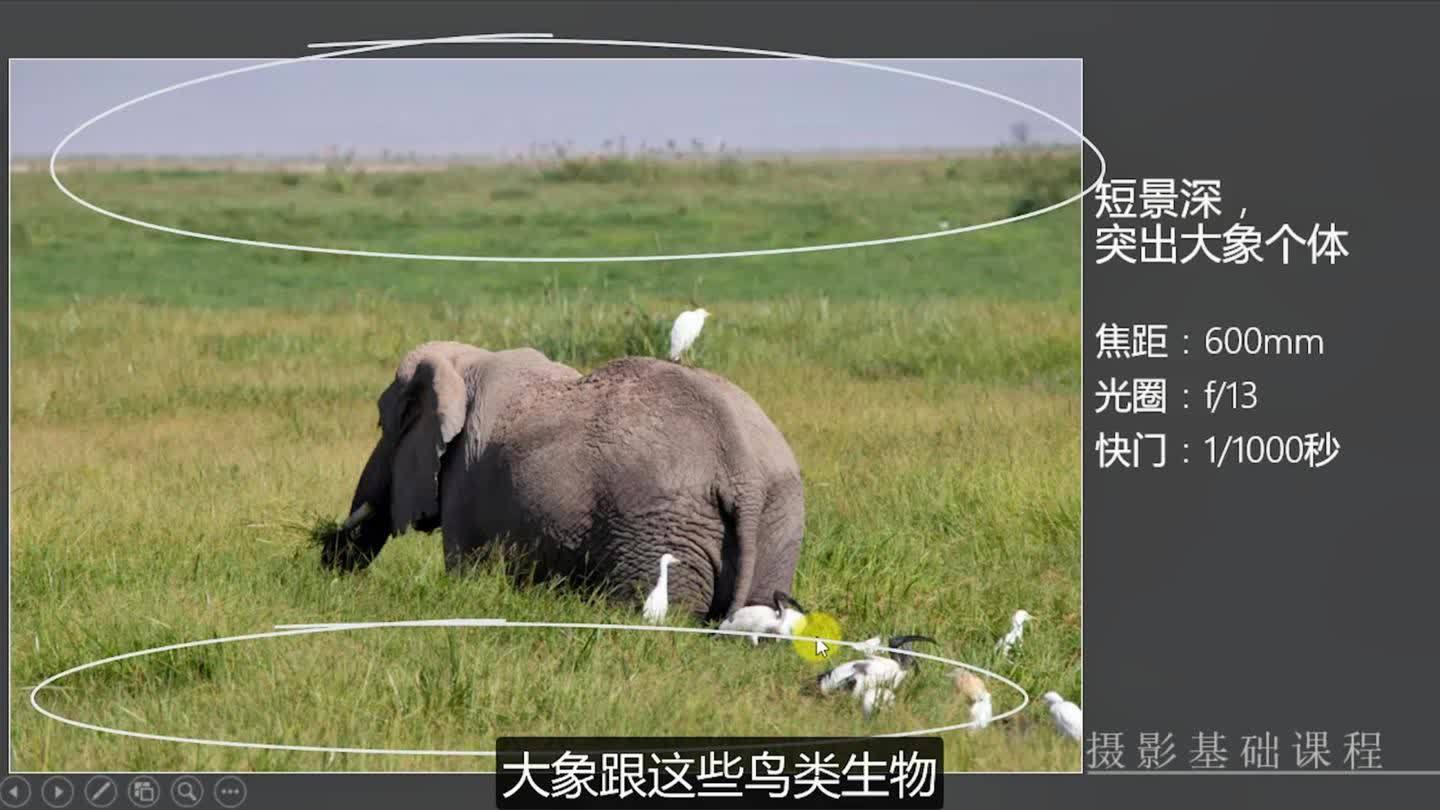 从入门走向精通-短景深,突出大象的个体