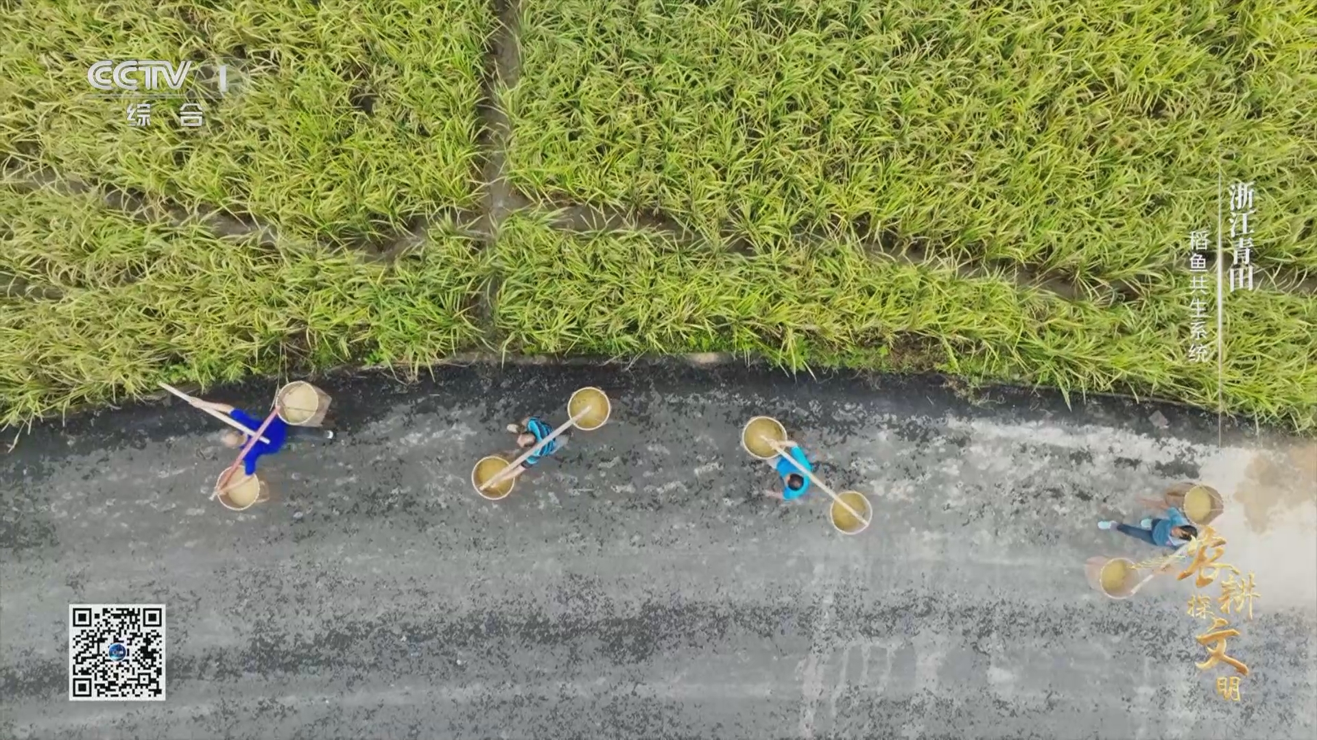 《农耕探文明》 第6集 浙江青田 稻鱼共生系统