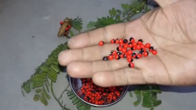 世界上最毒的植物:一棵就足使人以死亡,看千万到不要吃!