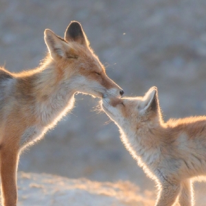 铁绝鸣AAA六空课长代肝 