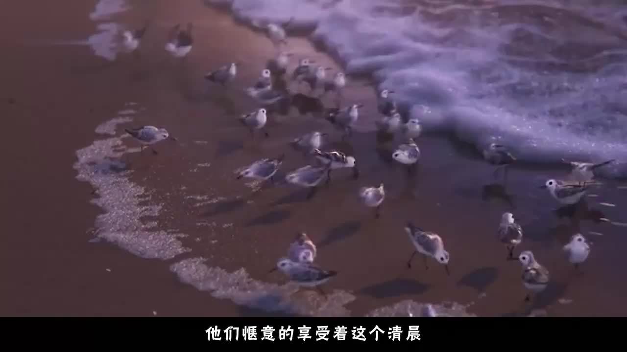 父母不能陪伴我们一生,我们终要长大成人,奥斯卡动画《鹬》