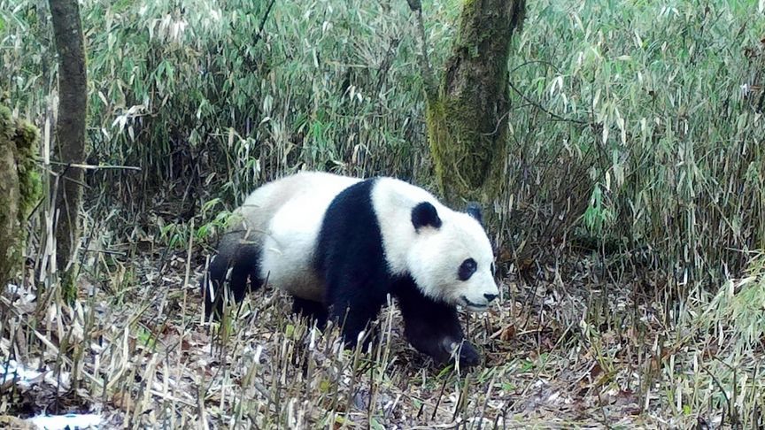 生物多样性之美|走进大熊猫国家公园 一组数据看见...