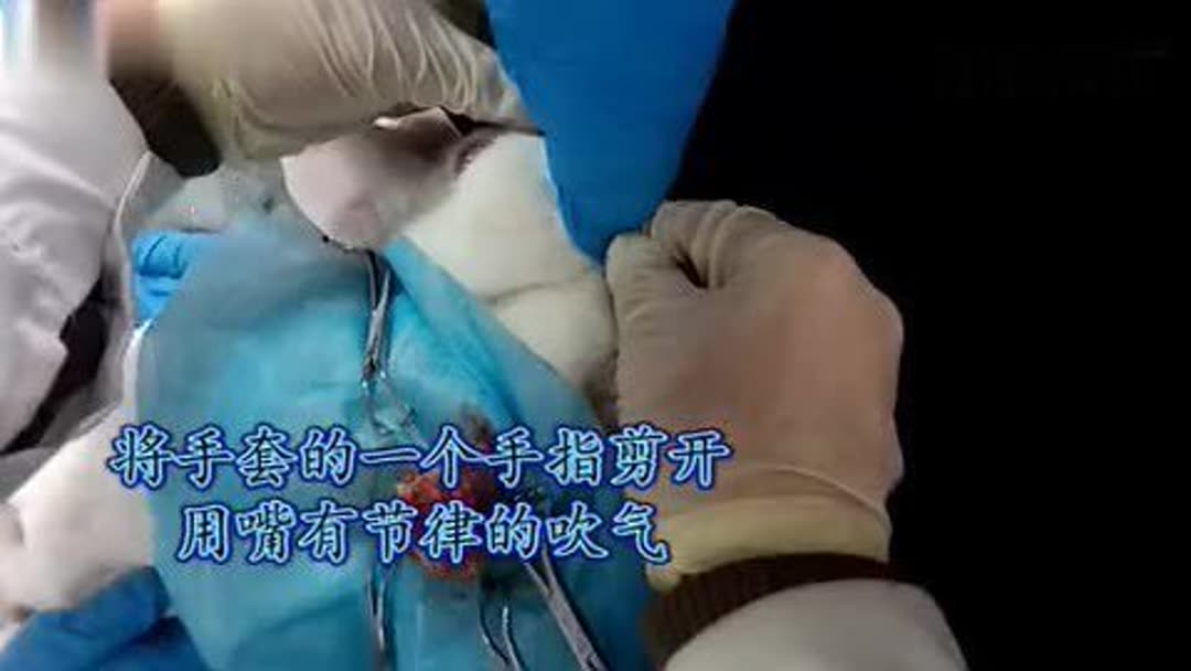 家兔人工呼吸 宠物医生谢博士