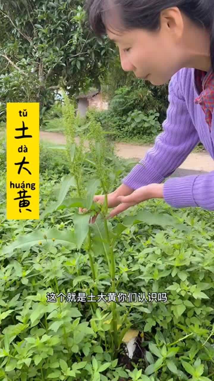 农村到处都是土大黄,却很少人知道它的价值!╭(′▽`)