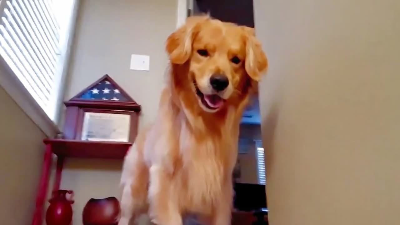 你以为给狗洗澡很简单?这些错误的洗澡方式,你可能还在用