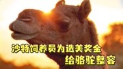 沙特举行年度骆驼选美大赛,40多头骆驼因整容被取消参赛资格
